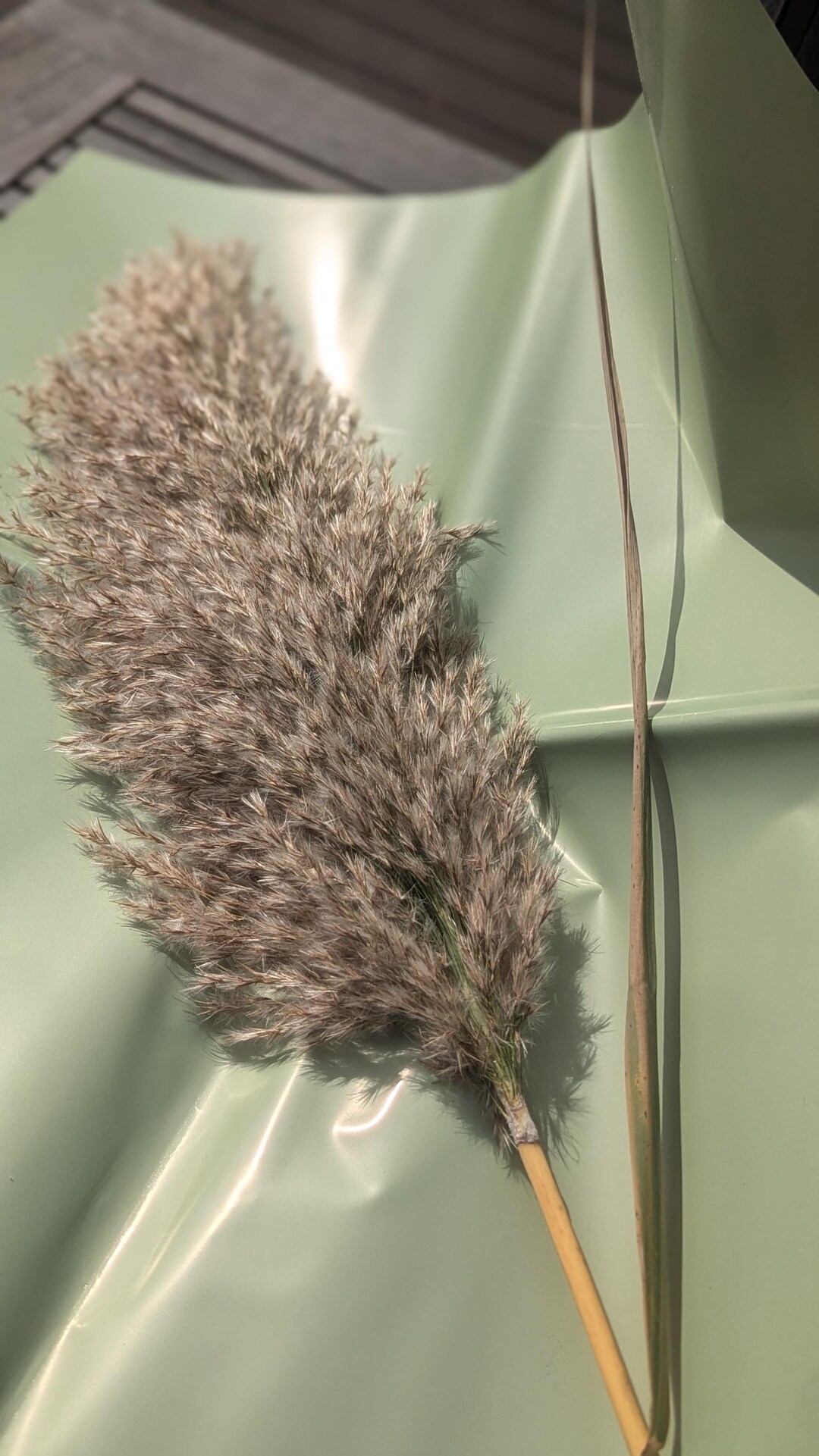 Fluffy Pampas Grass Stalk Luxury Dried Décor by Pampas Plumes Co. - Etsy