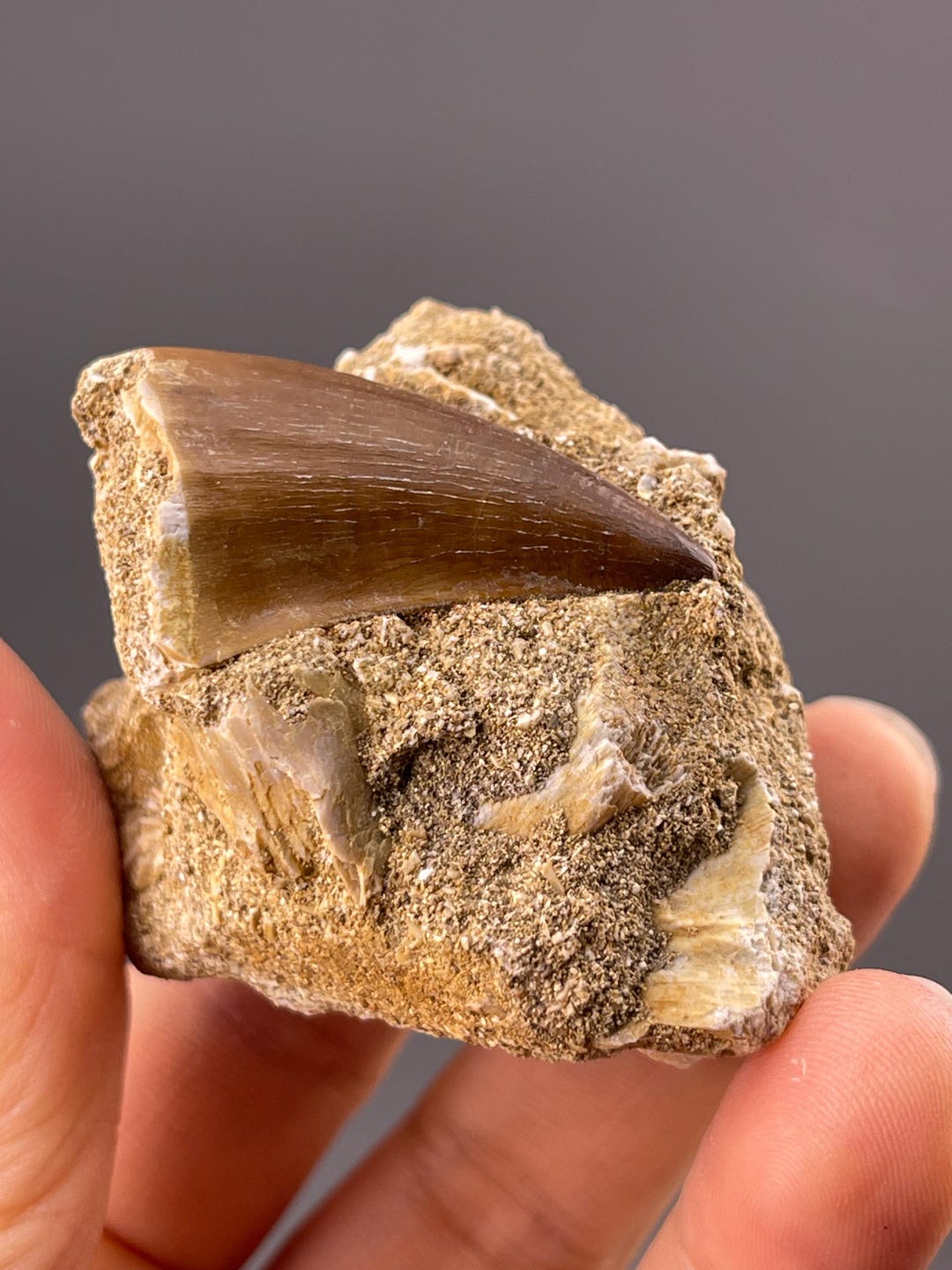 Fossil Dinosaur Tooth on Matrix Natural Cretaceous Mosasaur Theropod ...