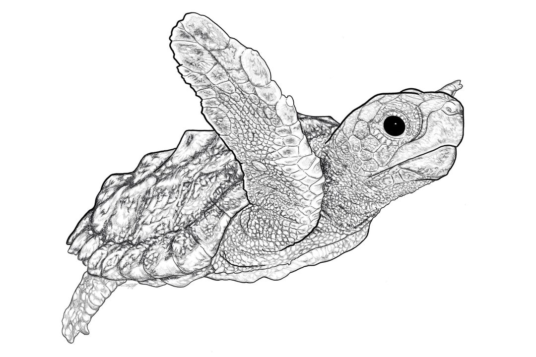 Sea Turtle Beach Decor Art Print - Etsy