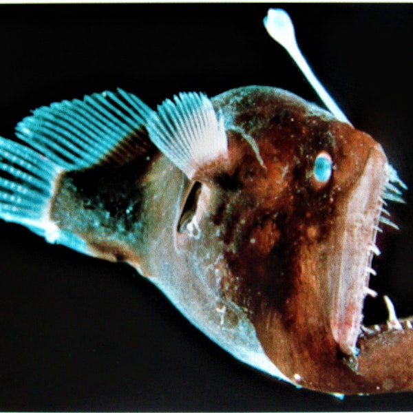 Angler Fish Lamp - Etsy