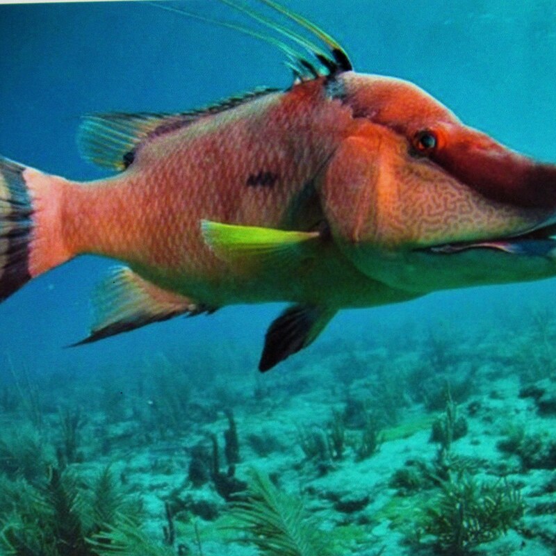 Hogfish - Etsy