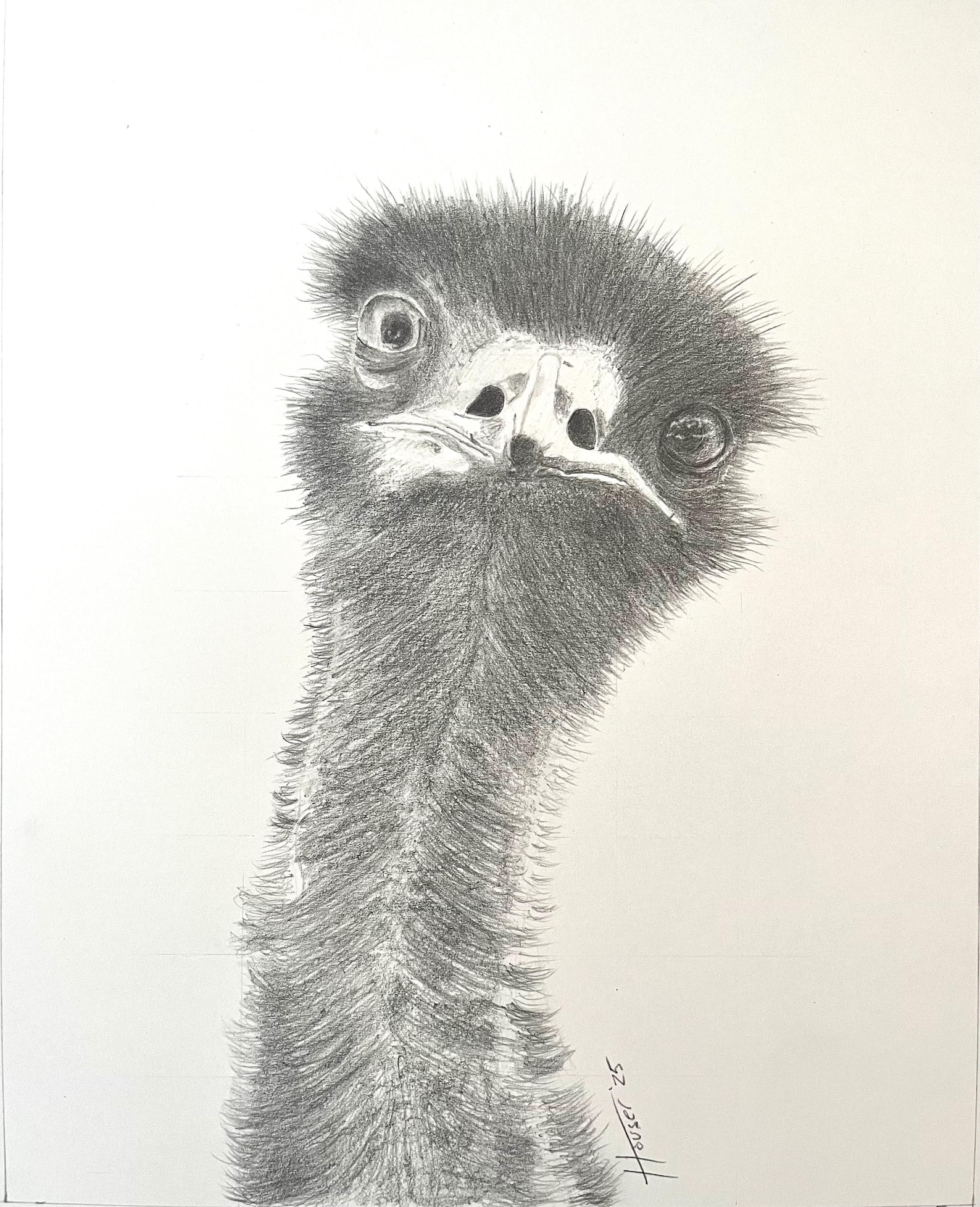 Hand-drawn Pencil Drawing of an Emu. Print is Signed and Numbered by ...