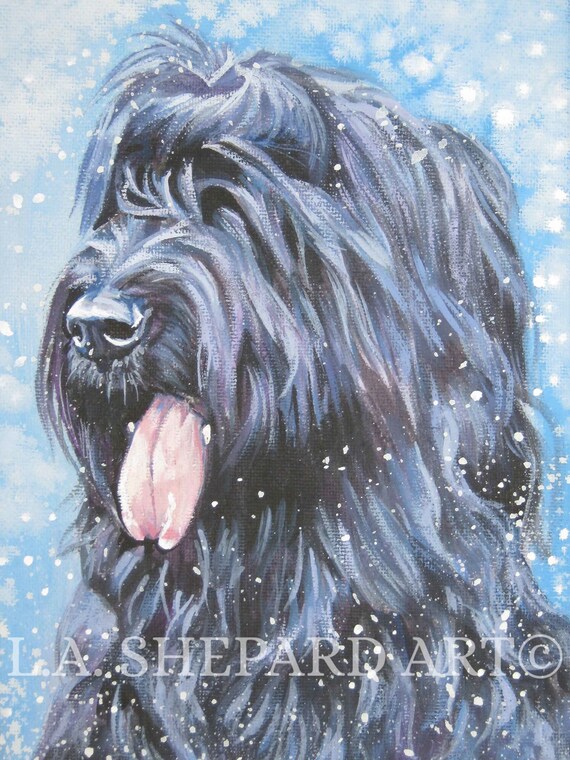 Briard Golden Retriever Mix