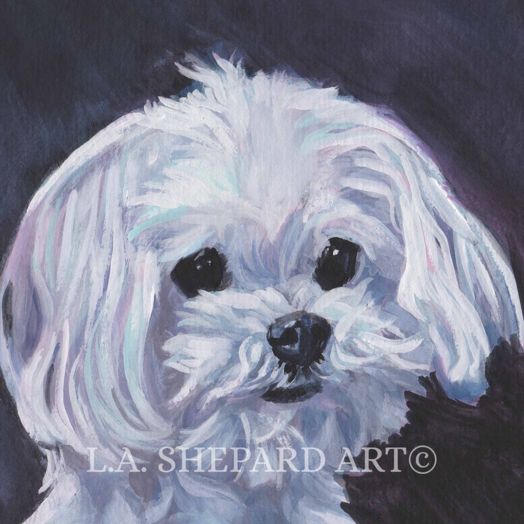 MALTESE Dog Portrait Art Canvas PRINT of Lashepard Painting 8x8" - Etsy