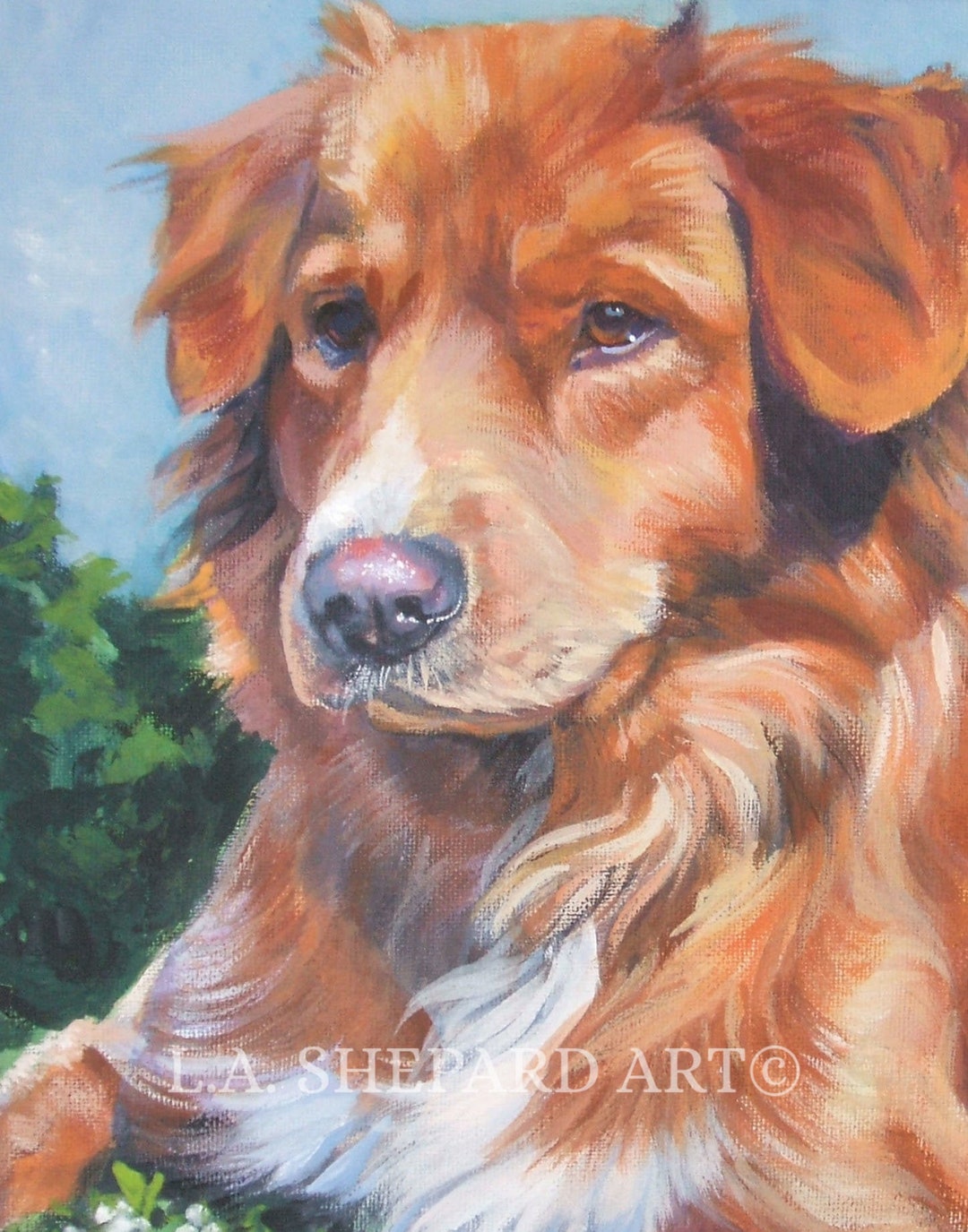 Nova Scotia Duck Tolling Retriever TOLLER Dog ART Canvas PRINT of ...