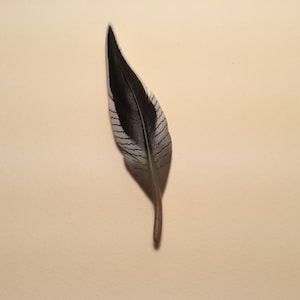 Hand Carved Pintail Drake Feather With Magnet - Etsy
