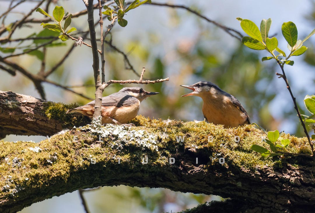 Nuthatches Unframed Photography Print - Etsy