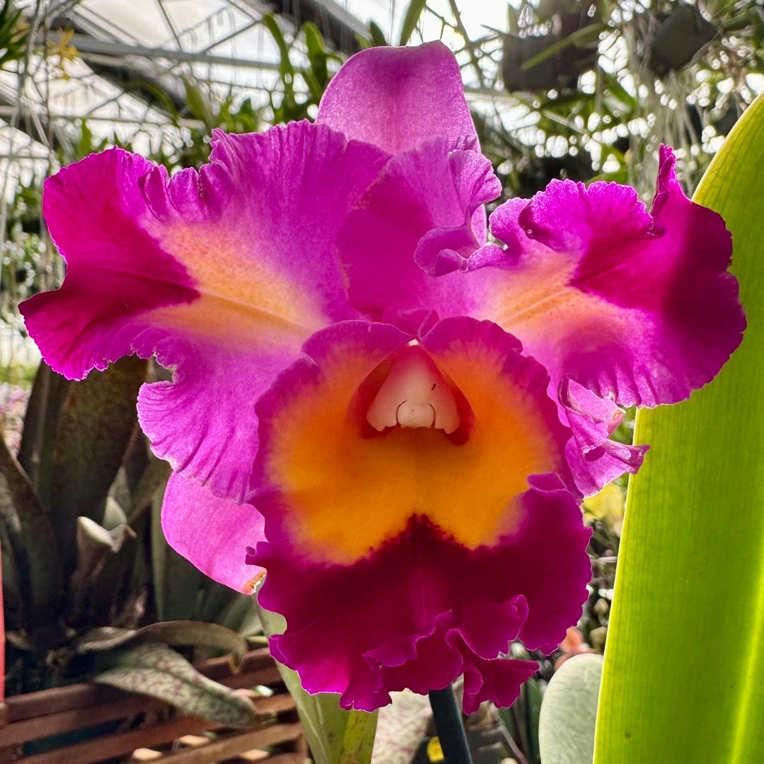Large Cattleya Fragrant Pot. Clift Tsuji 'hawaii' - Etsy