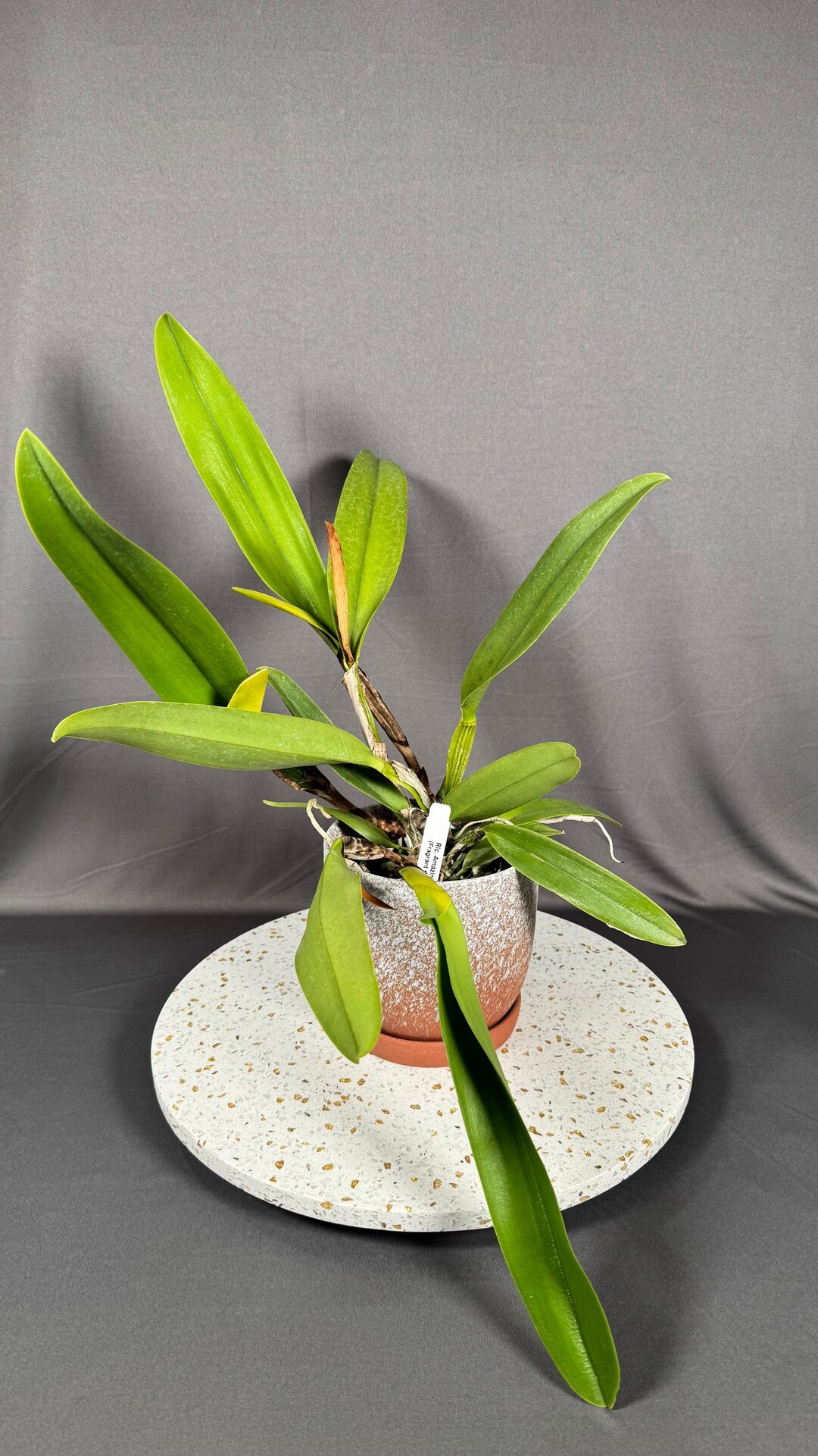 RARE Large Cattleya Fragrant Rlc. Amazing Thailand 'rainbow' - Etsy