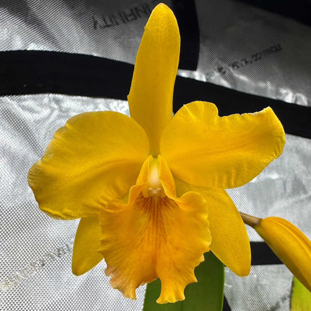 Blc. Guess What 'SVO' AM/AOS X Pot. William Farrell 'native Son' - Etsy