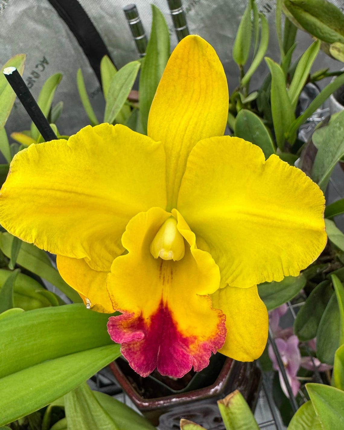 Large Cattleya Fragrant Blc. Yasuji Takasaki 'hawaii' - Etsy