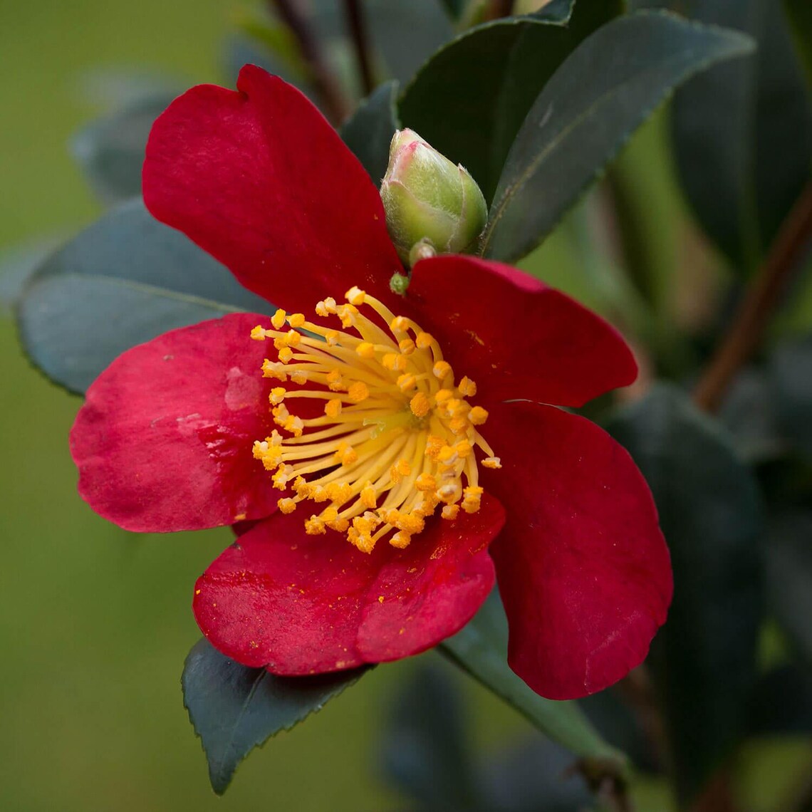 Yuletide Camellia Sasanqua Cherry Red Blooms With Bright Yellow Stamens ...