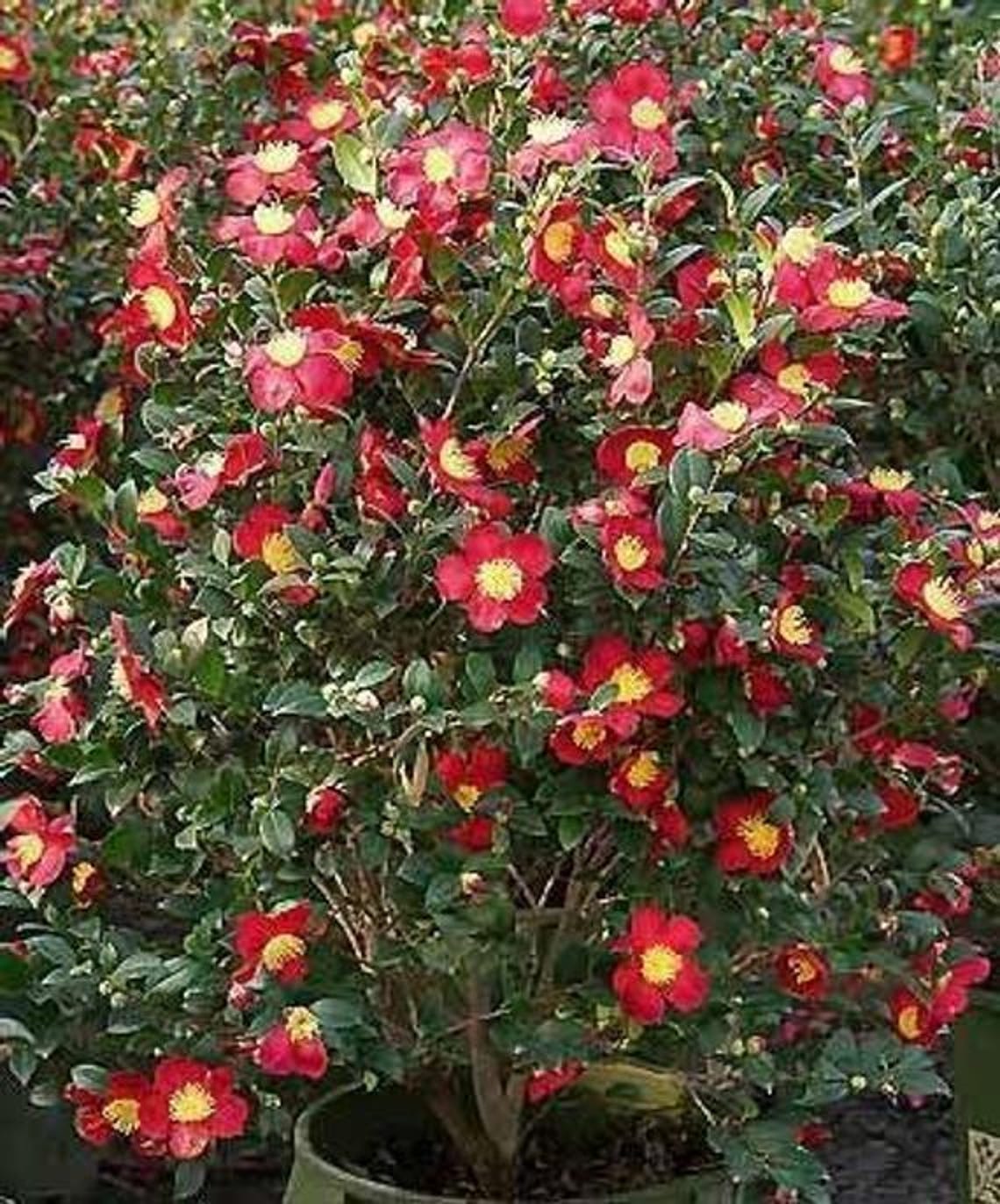 Yuletide Camellia Sasanqua Cherry Red Blooms With Bright Yellow Stamens ...