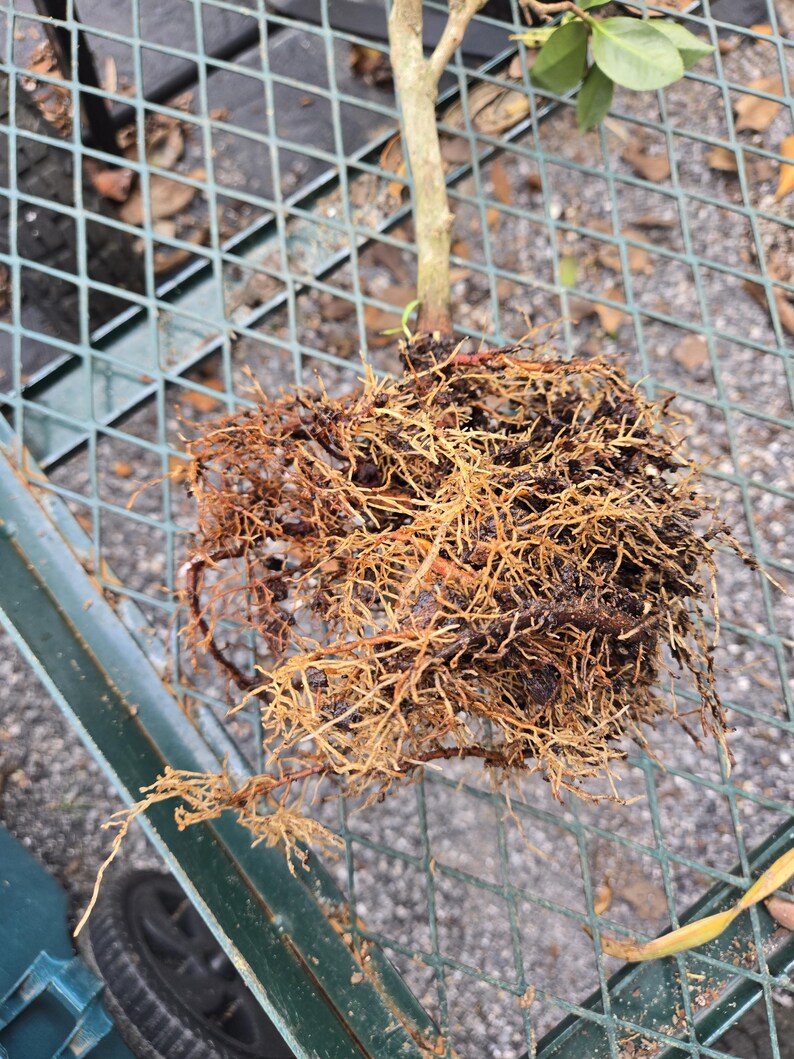 Yuletide Camellia Sasanqua Cherry Red Blooms With Bright Yellow Stamens ...