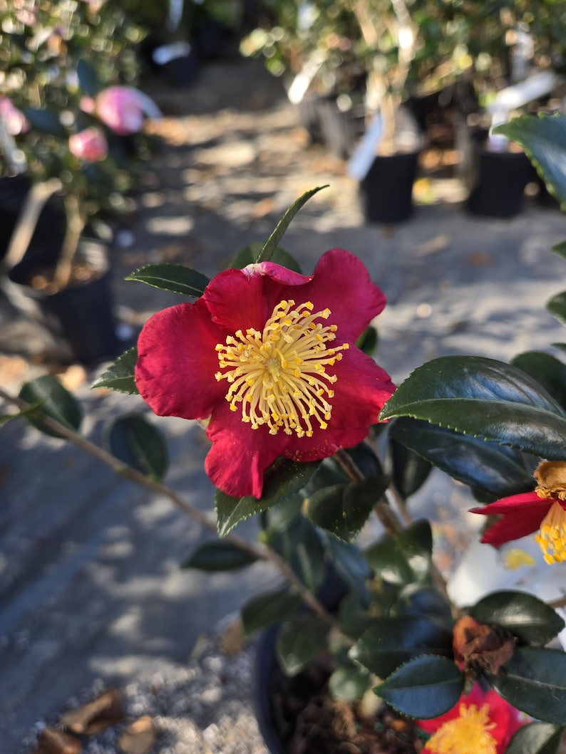 Yuletide Camellia Sasanqua Cherry Red Blooms With Bright Yellow Stamens ...