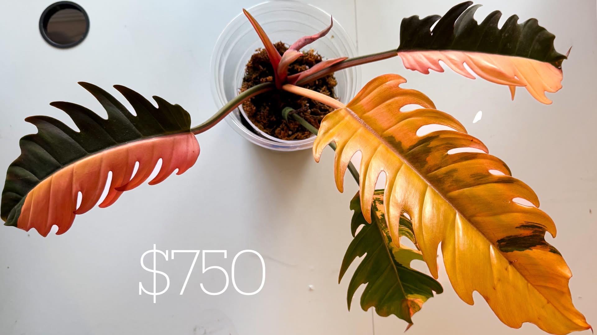 Premium Philodendron Caramel Marble Variagated - Etsy