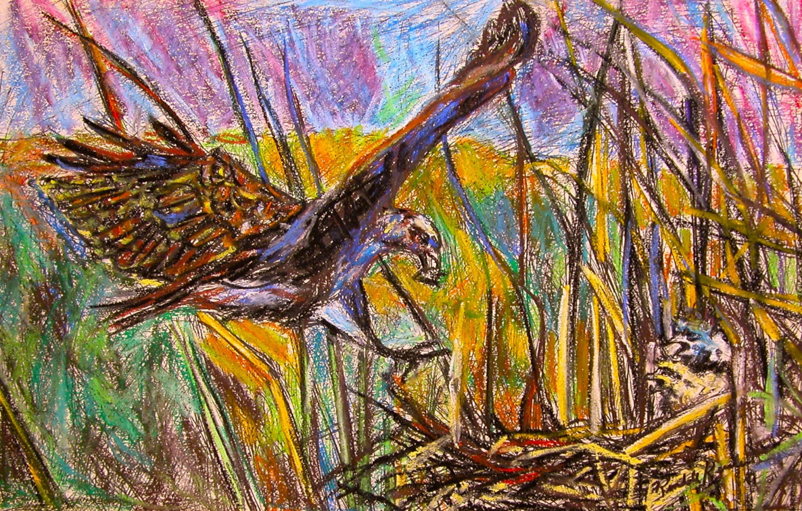 Snail Kite Art 9x11 Impressionist Hawk Mixed Media Drawing by Award ...