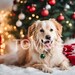 Christmas Pet Photoshoot Backgorund,animal Photoshoot, Cat, Dog, Baby ...