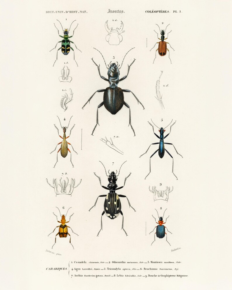 Vintage Insect Anatomy Poster | Printable Beetle & Bug Wall Art ...