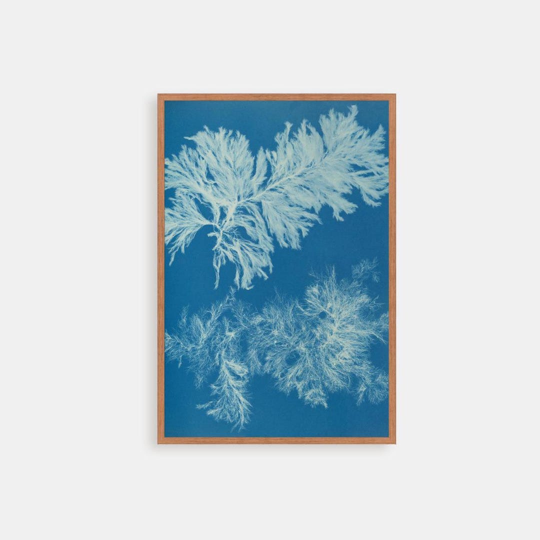 Botanical Cyanotype Art Print by Anna Atkins | Blue Nature Photography ...