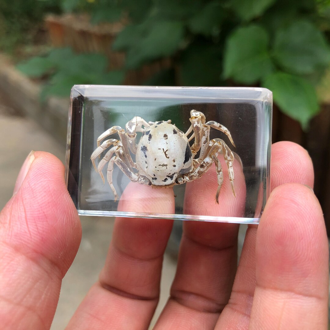 Cute Crab Taxidermy in Transparent Lucite Block Paperweight Deep Sea ...