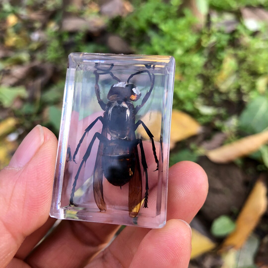 Real Tarantula Beetle Taxidermy, Goth Punk Insect Animal in Resin Block ...