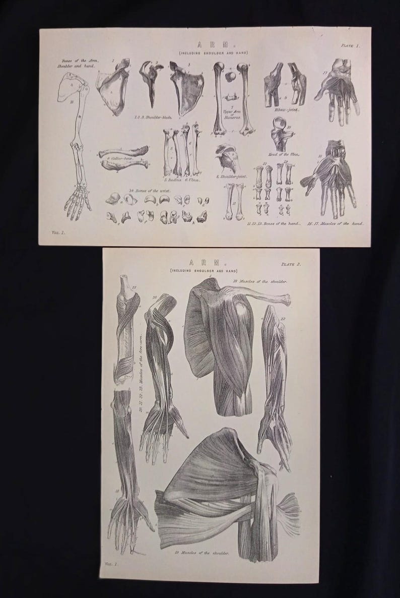 Victorian Arm Engravings: Antique Anatomy Book Plates (c.1870–90s) - Etsy