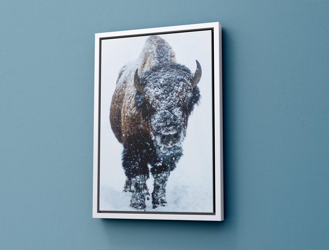 American Buffalo in Snow Original Poster Print, Bison Wall Art, Buffalo ...
