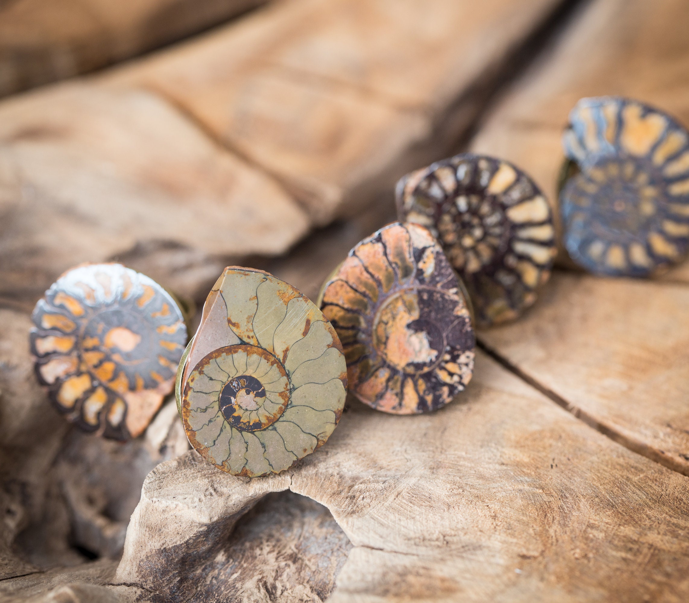 Ammonite Ring Adjustable Statement Cocktail Ring OOAK Boho | Etsy