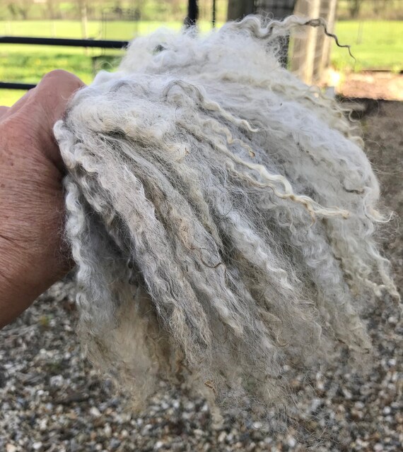 Mohair Angora Goat Fiber 6 Inches Light Silver Grey Locks | Etsy