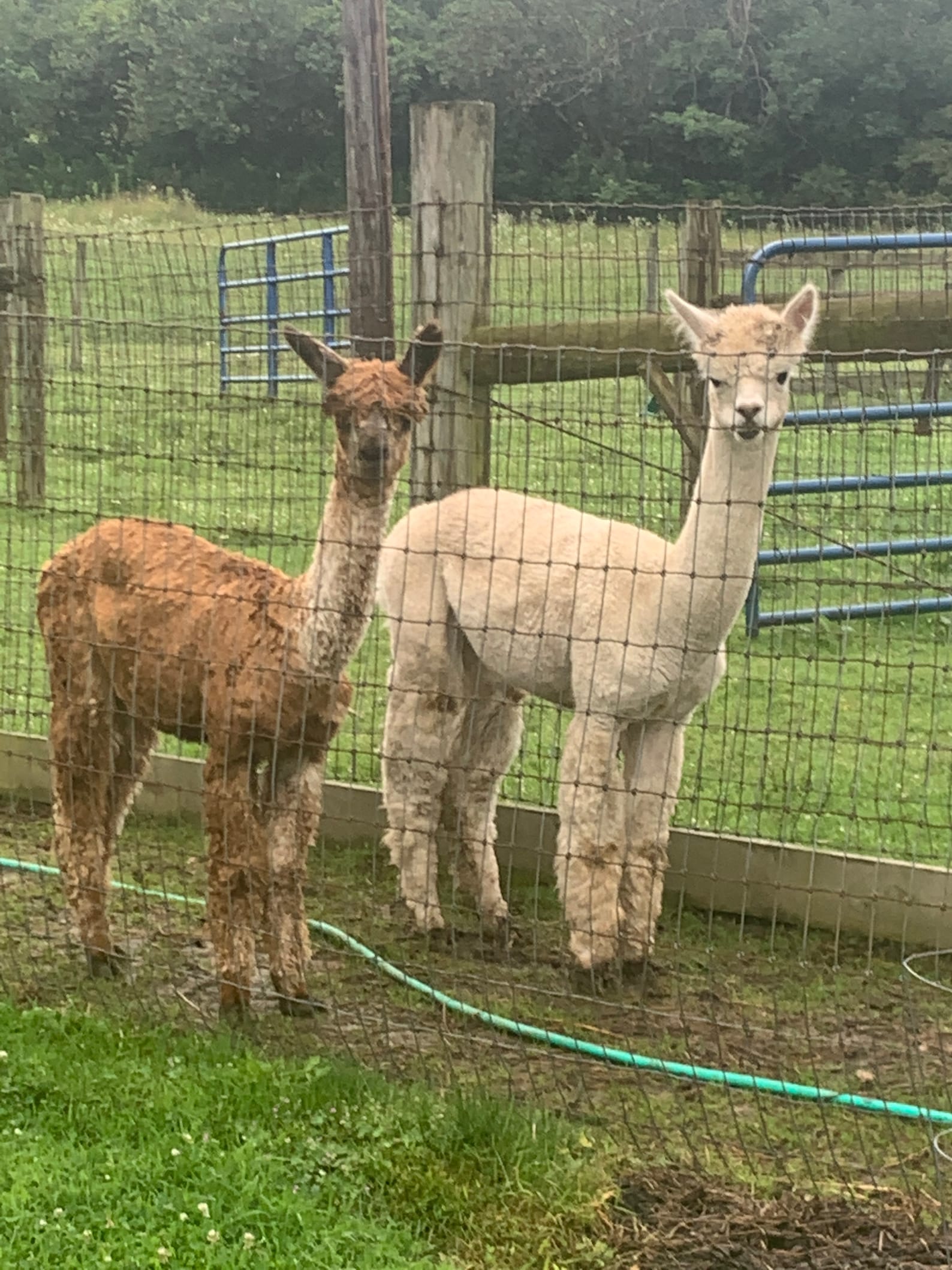 Spinning Wheels, Louet S10 Spinning Wheel, Single Treadle or Double ...