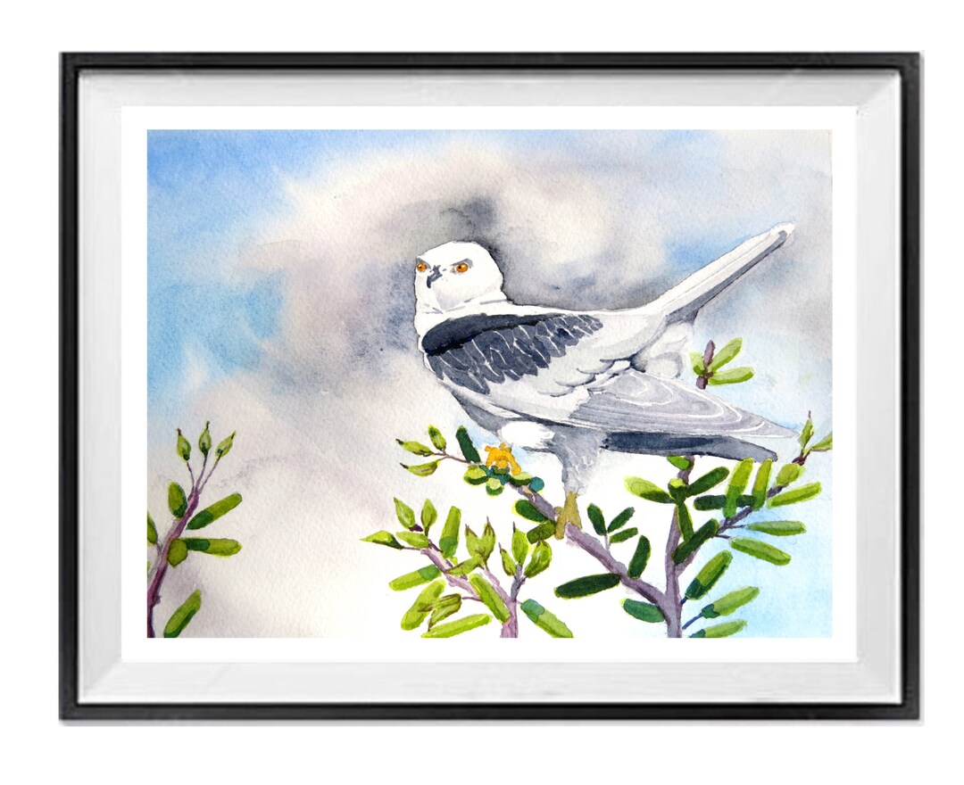 Original Hawk Water Paint Painting: Predator Bird Whitetail Kite ...