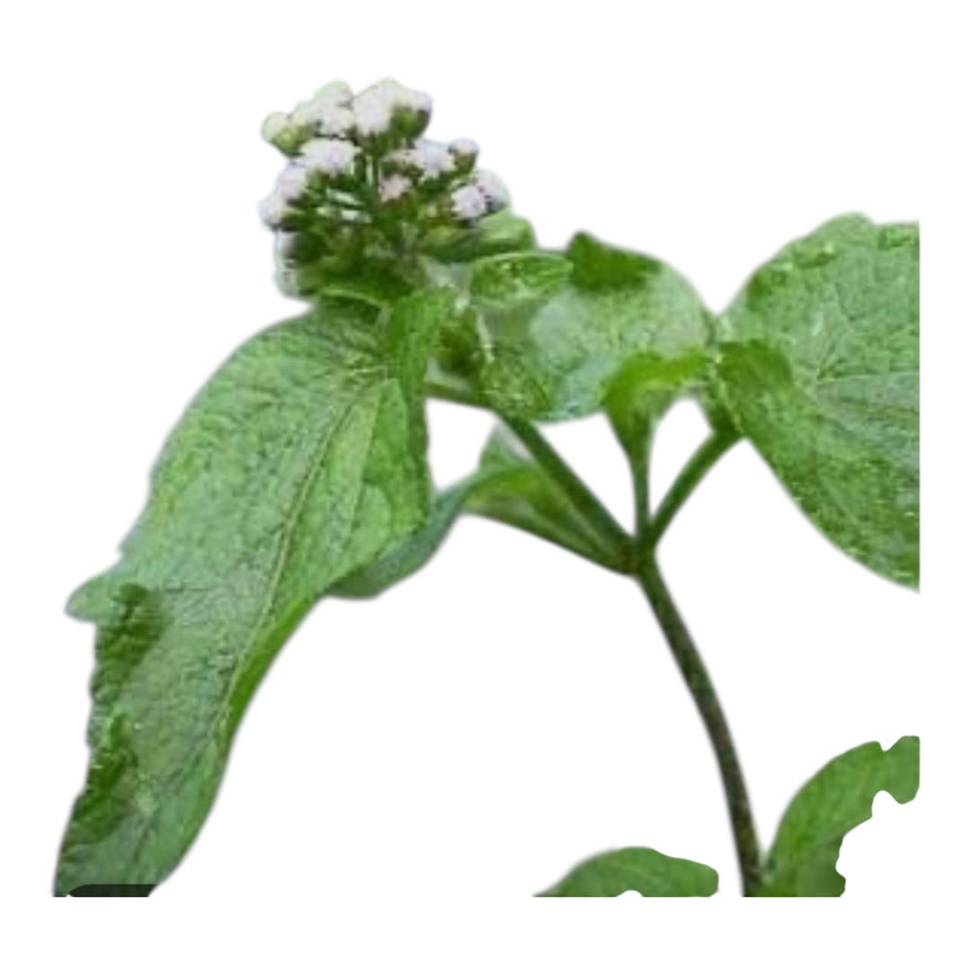 Dried African King of Herbs – Sacred Plant for Incense, Purifying Baths ...