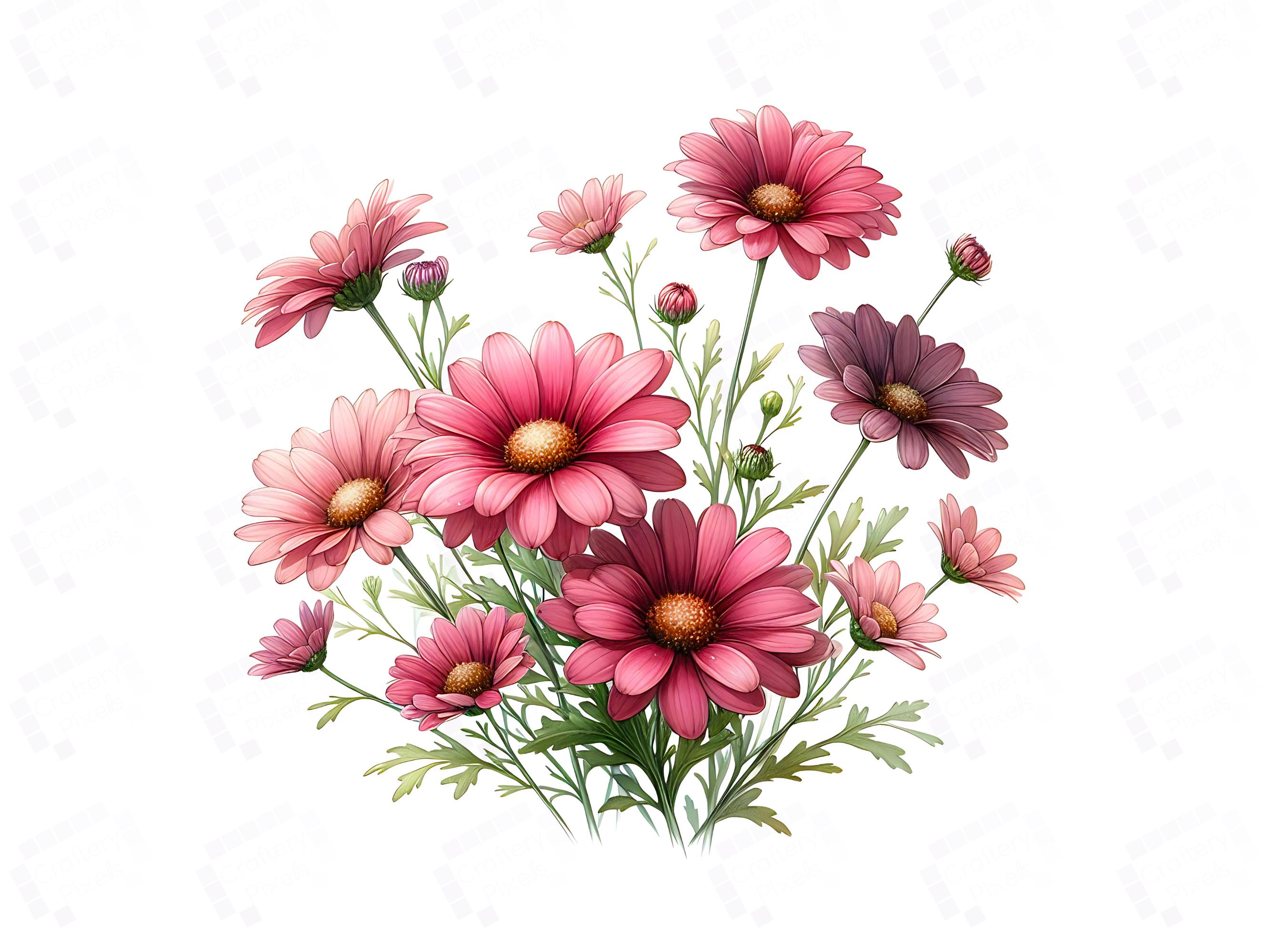 10 April Birth Month Flower Clipart Watercolor Pink Daisy Boho Pictures ...