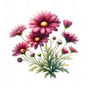 10 April Birth Month Flower Clipart Watercolor Pink Daisy Boho Pictures ...
