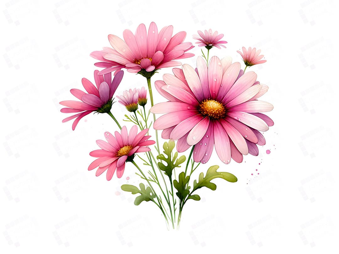10 April Birth Month Flower Clipart Watercolor Pink Daisy Boho Pictures ...