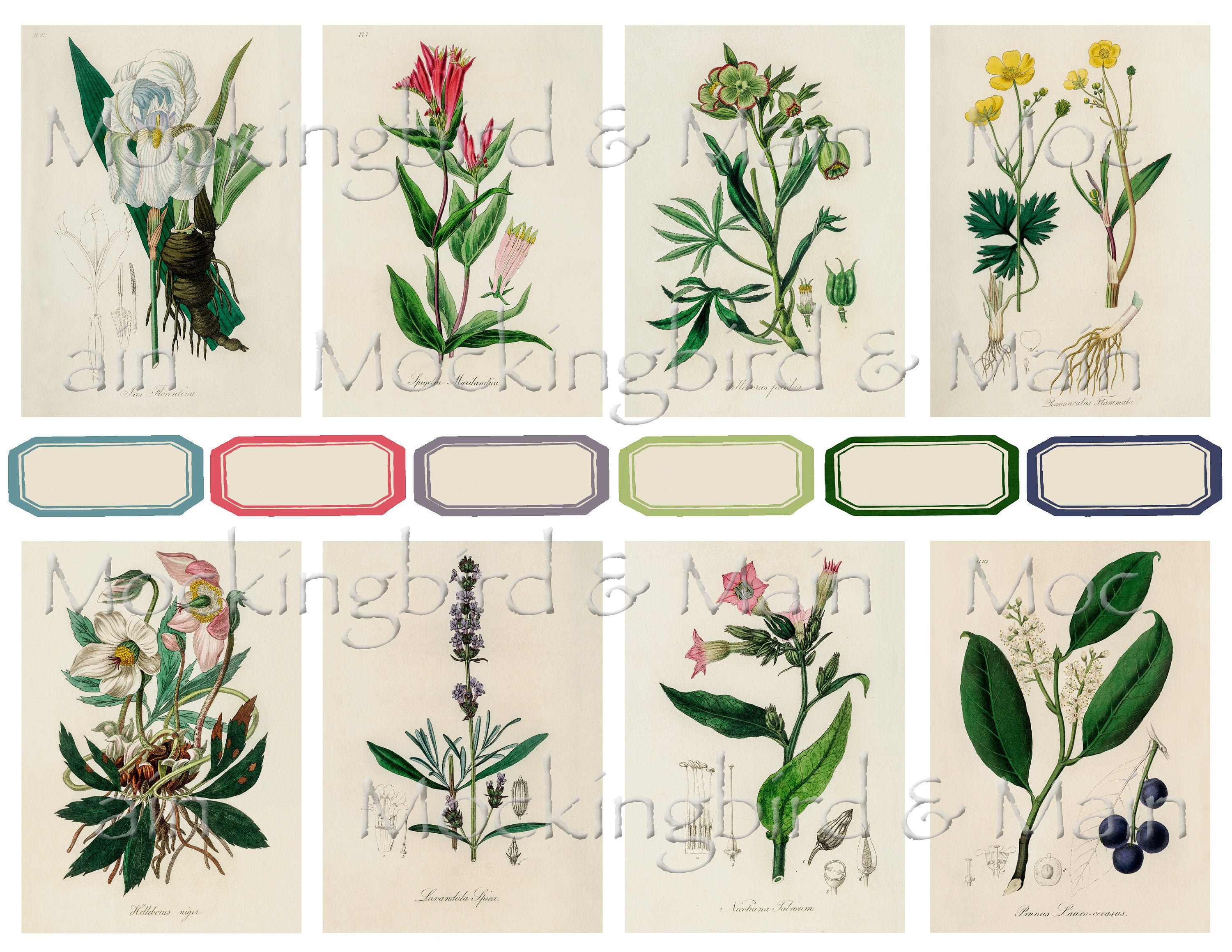 Botanical Specimen Cards Volume Two Digital Download Printable Flower ...