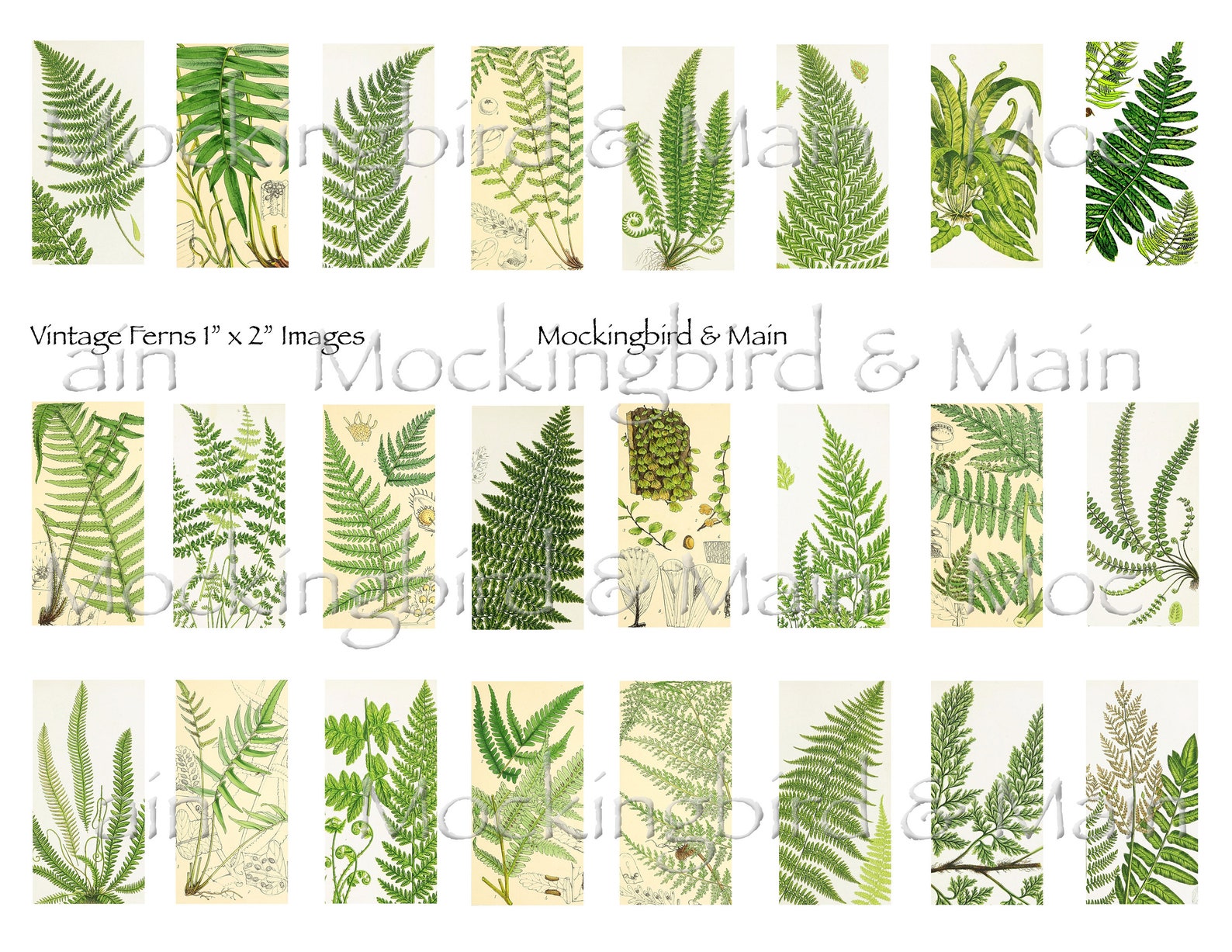 Fern Vintage Botanical Images 1 X 2 Collage Sheet - Etsy