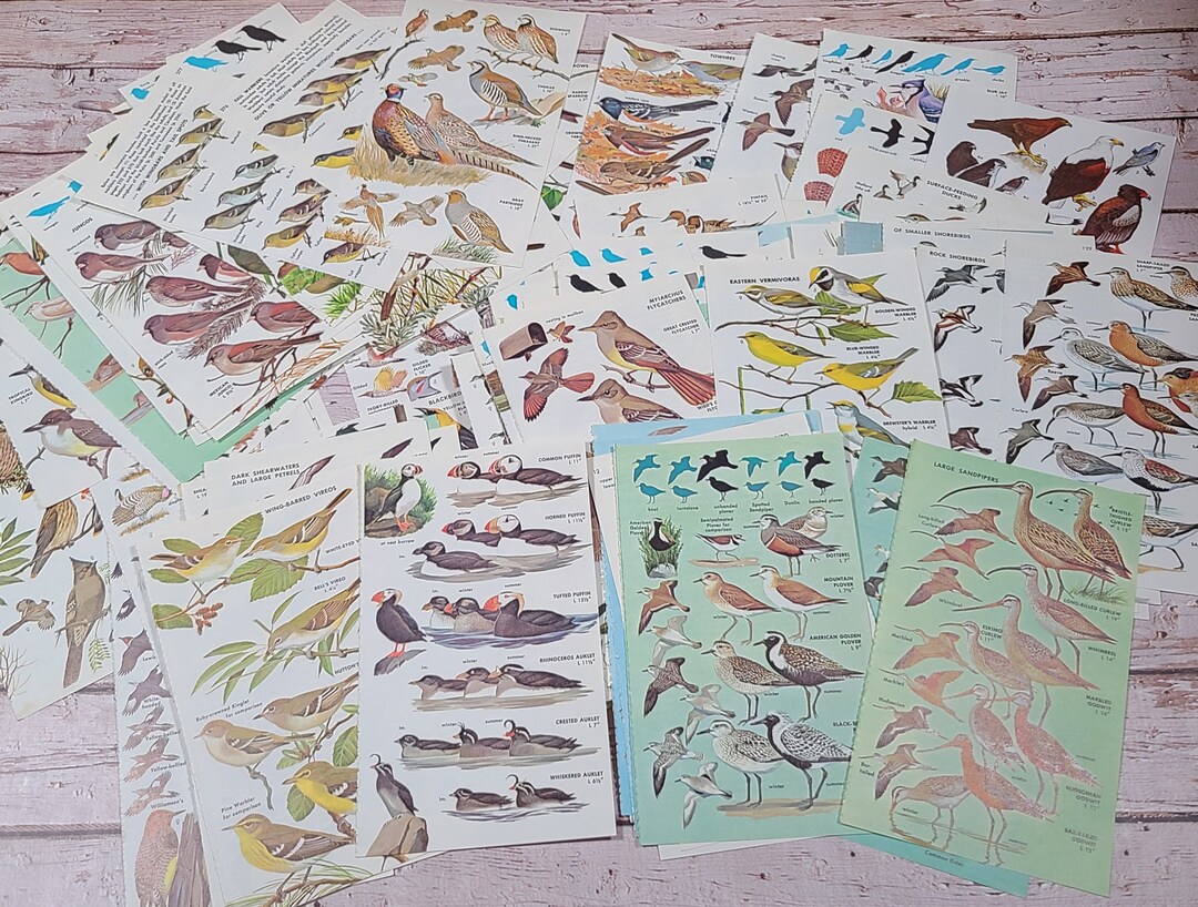 140 Pages Bird Book Page Bundles Collage Junk Journals Fussy Cutting ...