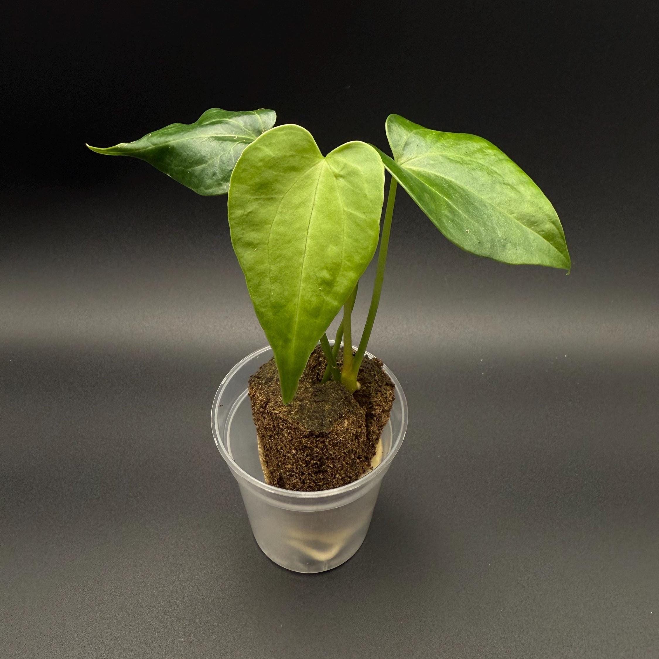 Anthurium Delta Force Starter Plant | Rare Hybrid Aroid | Collector’s ...