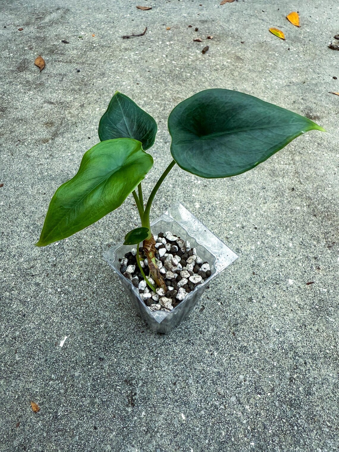 Alocasia Reversa Starter Plant | Unique Compact Aroid for Collectors - Etsy