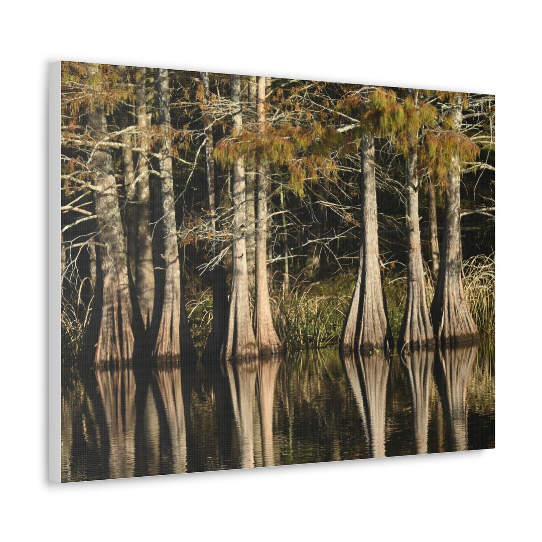 Louisiana Swamp Canvas Wrap, Bayou Photo Wall Art, Southern Decor ...