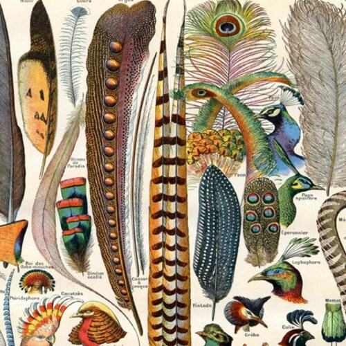 Bird Feather Art Natural History Print Woodland Antique - Etsy