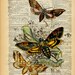Vintage Book Print Death's Head Moth Upcycled Antique Book Print ...