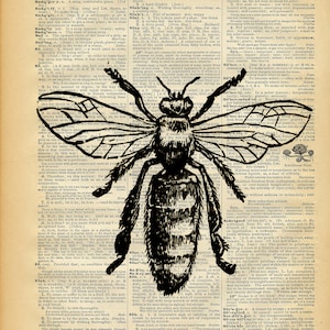 Vintage Bee Dictionary Art Print: Natural History Insect Illustration ...