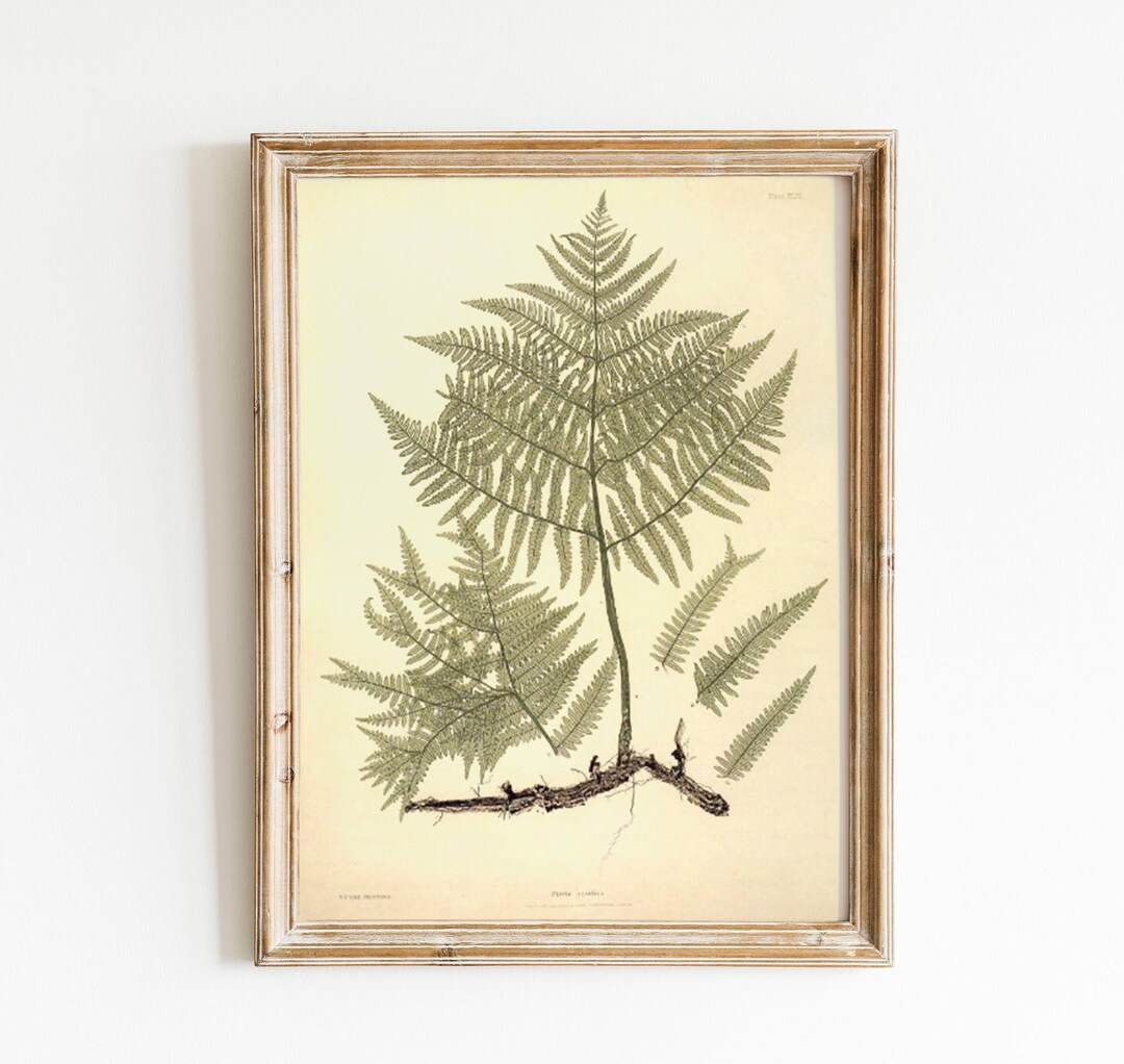 Antique Botanical Print - Fern Specimen - Vintage Floral Fine Art ...