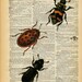 Vintage Book Print Bugs Insects Art Upcycled Antique Book - Etsy