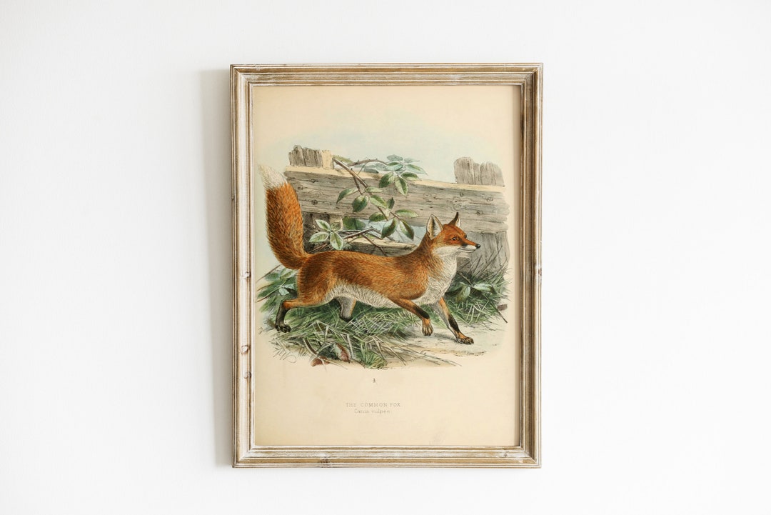Vintage Fox Art Print: Antique Woodland Illustration - Etsy