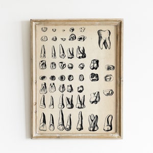 Vintage Medical Print - Thooth Art Print - Antique Anatomical ...