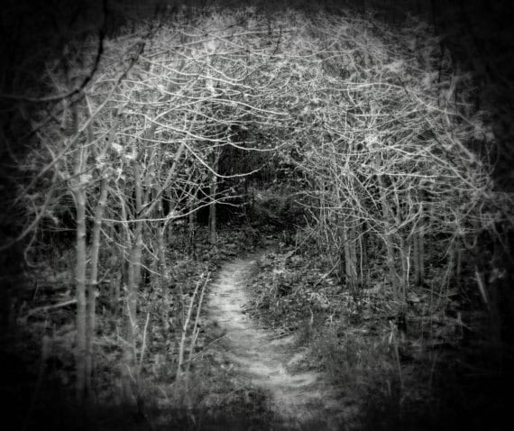 Haunted Forest Photo Gothic Fairytale Forest Print Spooky Halloween ...